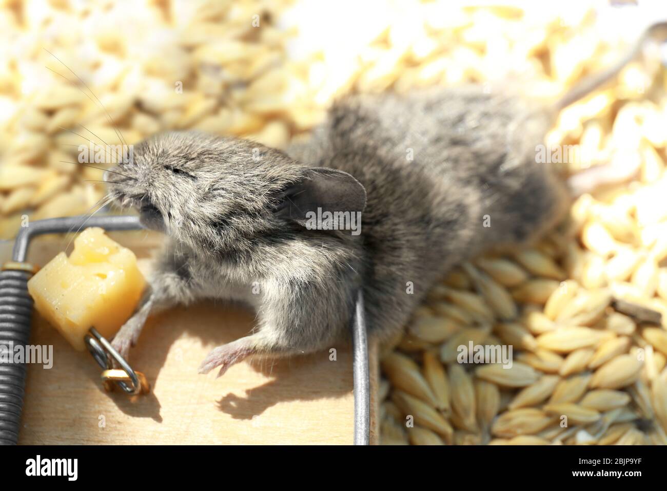 Dead mouse caught in snap trap on pile of grain, closeup Stock Photo ...