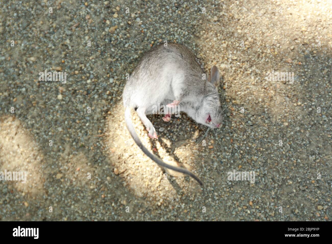 Dead mouse lying on ground outdoors Stock Photo - Alamy