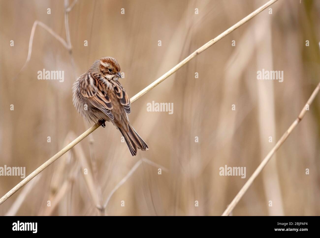 Female reed bunting, Emberiza shoeniclus, perched in a reedbed ...