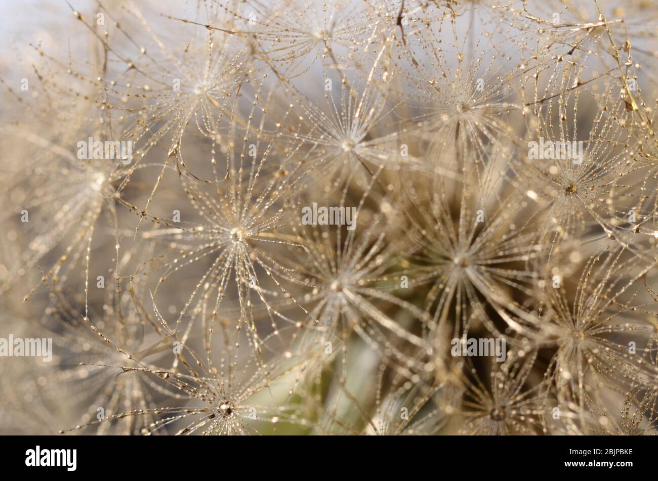 Gold Dandelion High Resolution Stock Photography and Images - Alamy