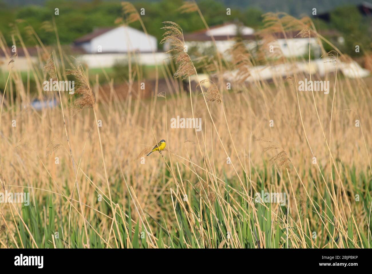Yellow Wagtail in the Reed Stock Photo - Alamy