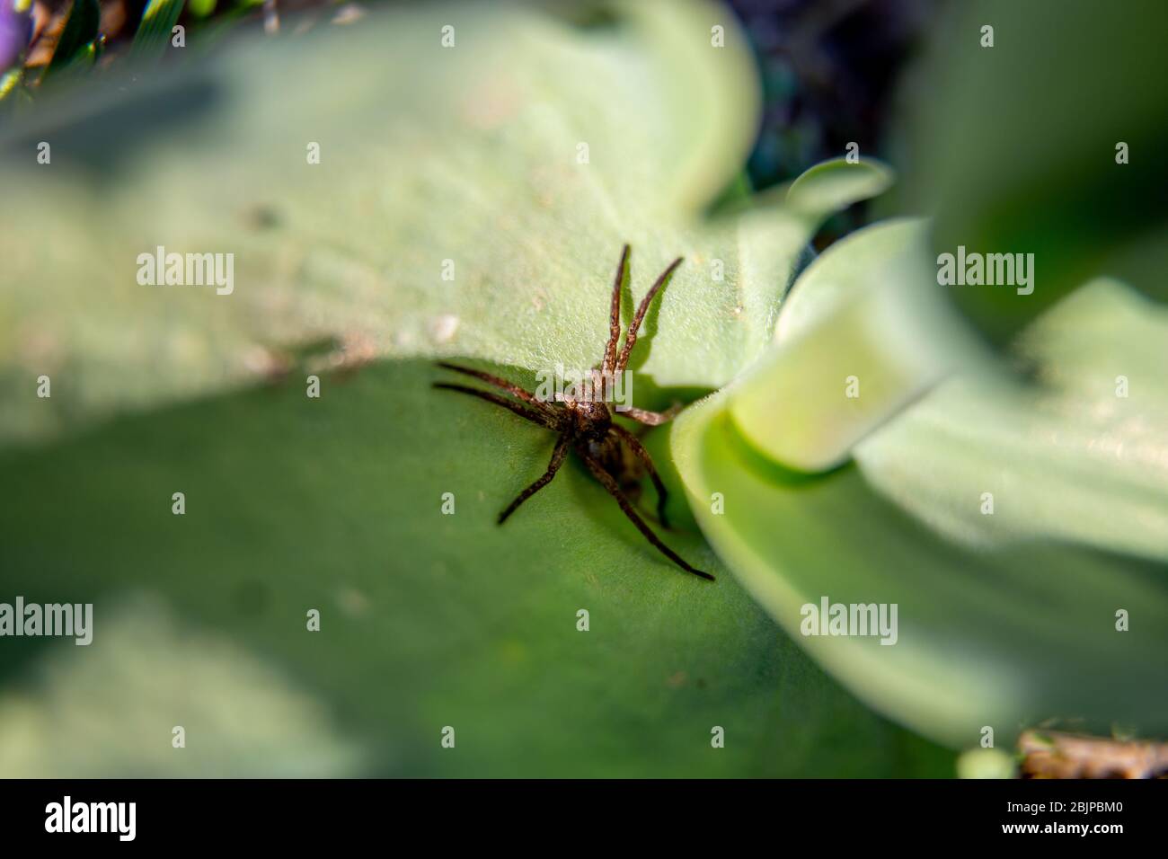 Long legged spiders hi-res stock photography and images - Alamy