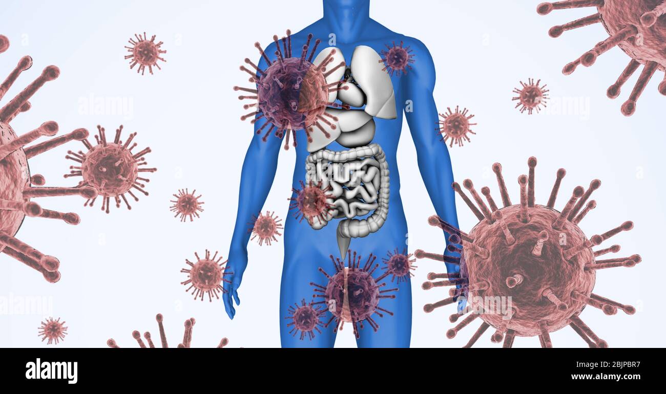Digital illustration of a 3D human body model over macro Coronavirus ...