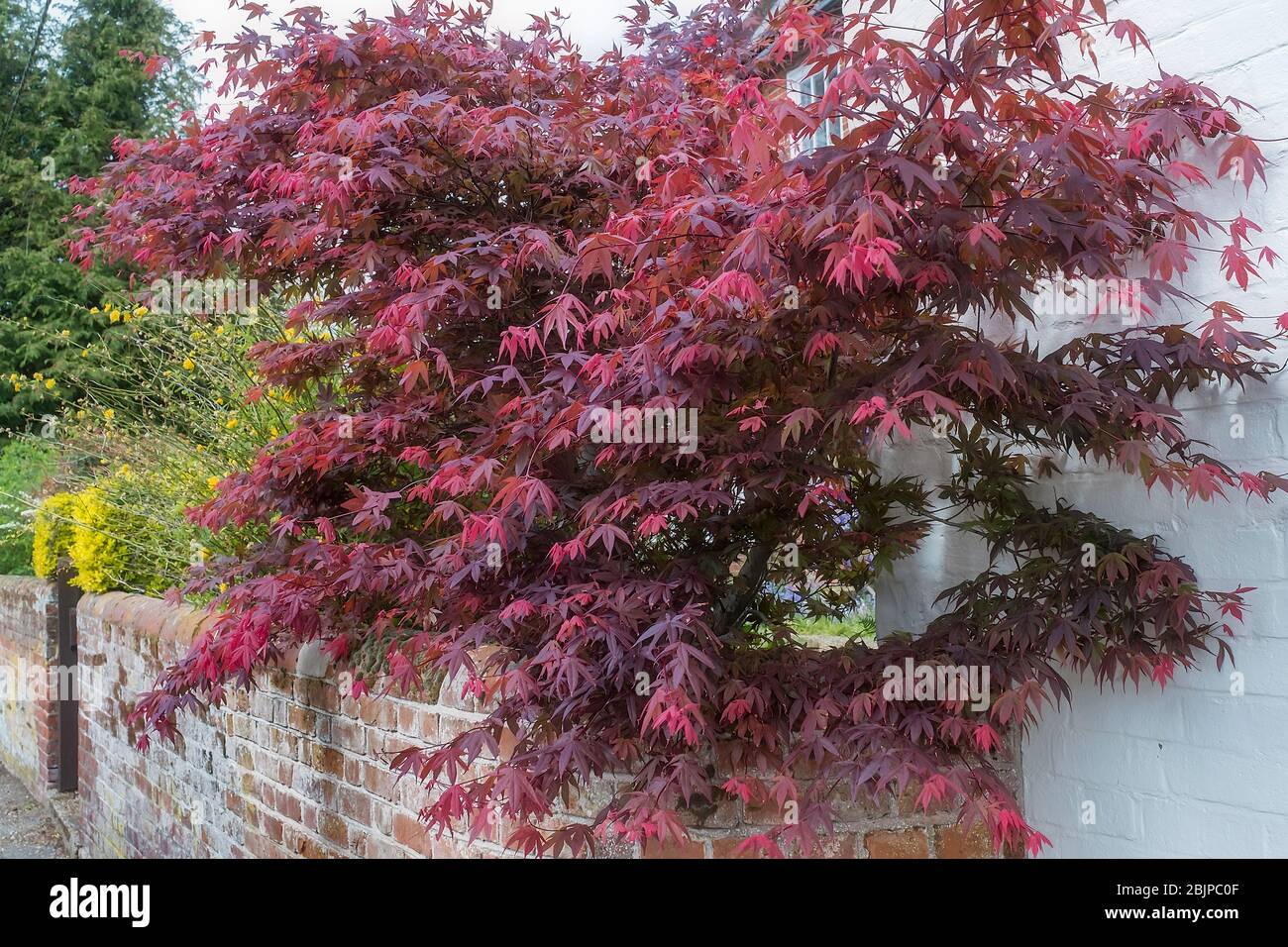 A colourful Acer Bush growing in a Norfolk garden, UK Stock Photo - Alamy