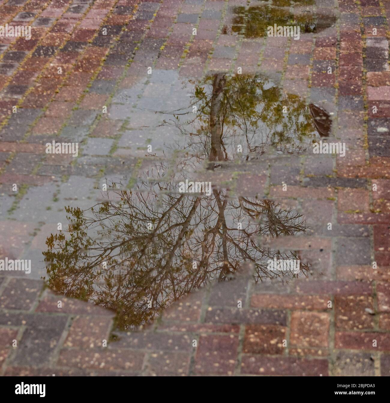 Puddle of rainwater on pavement hi-res stock photography and images - Alamy