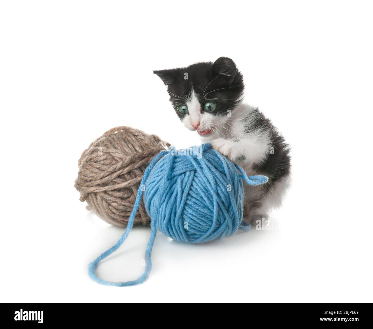 Cute funny baby kitten playing with ball of thread on white background ...