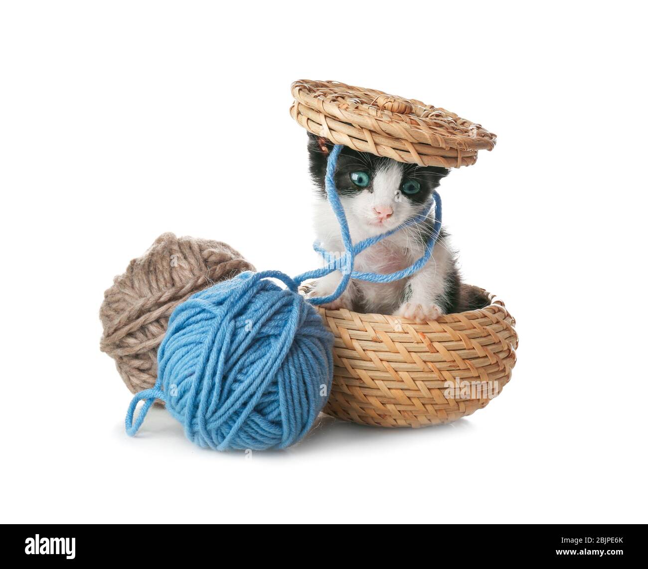 Cute funny baby kitten tangled in wool on white background Stock Photo ...