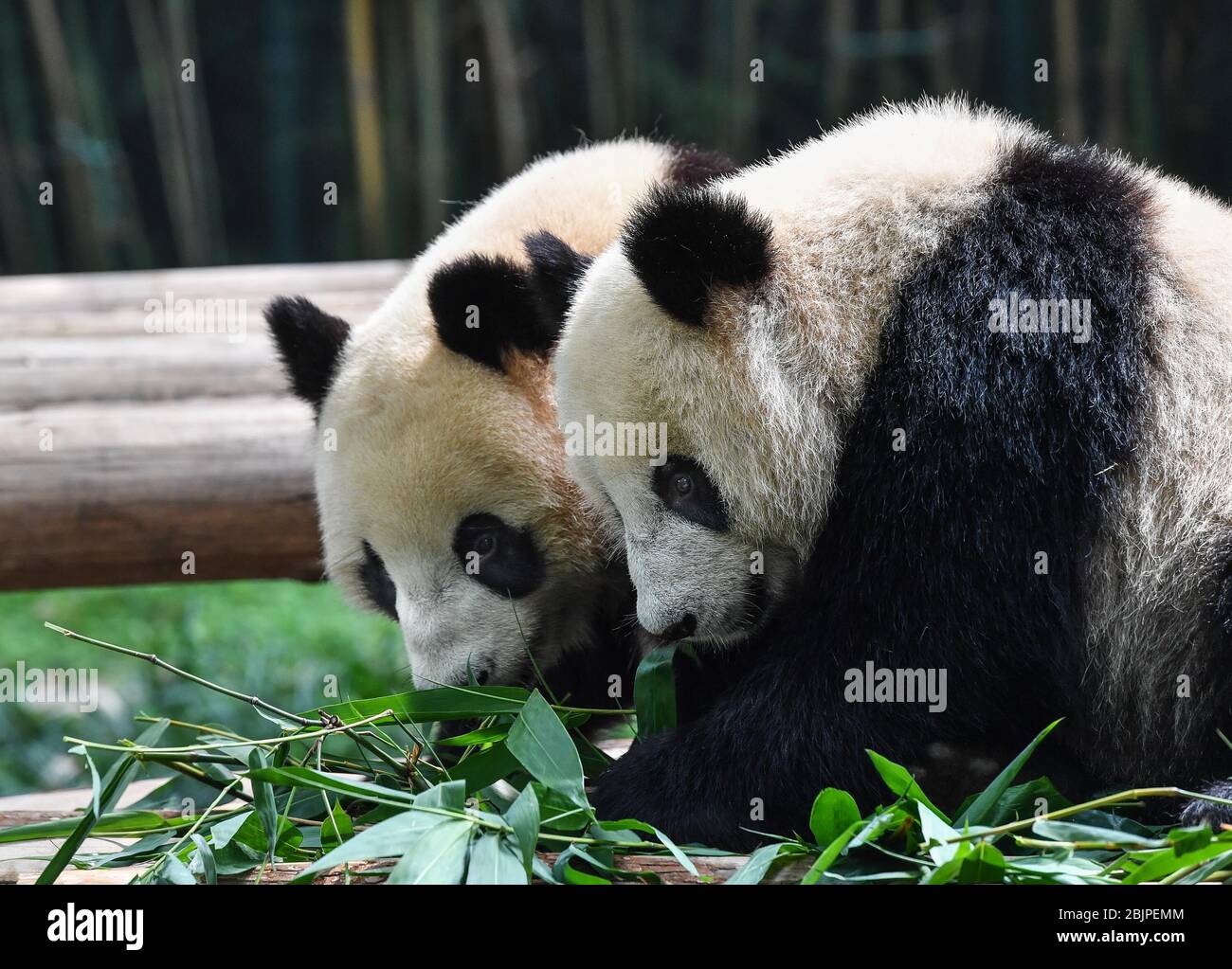 Guangzhou, China's Guangdong Province. 30th Apr, 2020. Giant pandas ...
