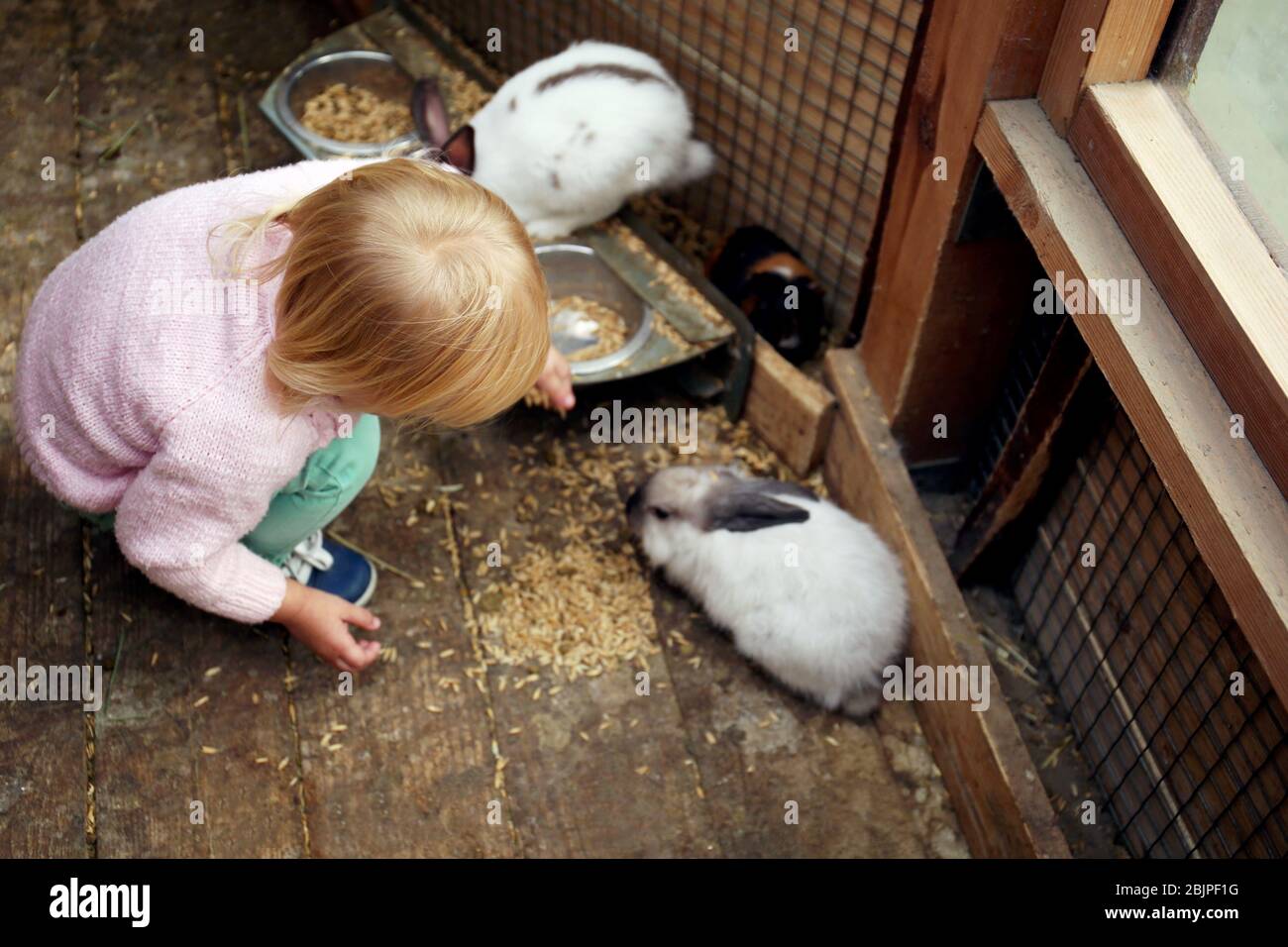 Cute little girl feeding funny rabbits in petting zoo Stock Photo - Alamy