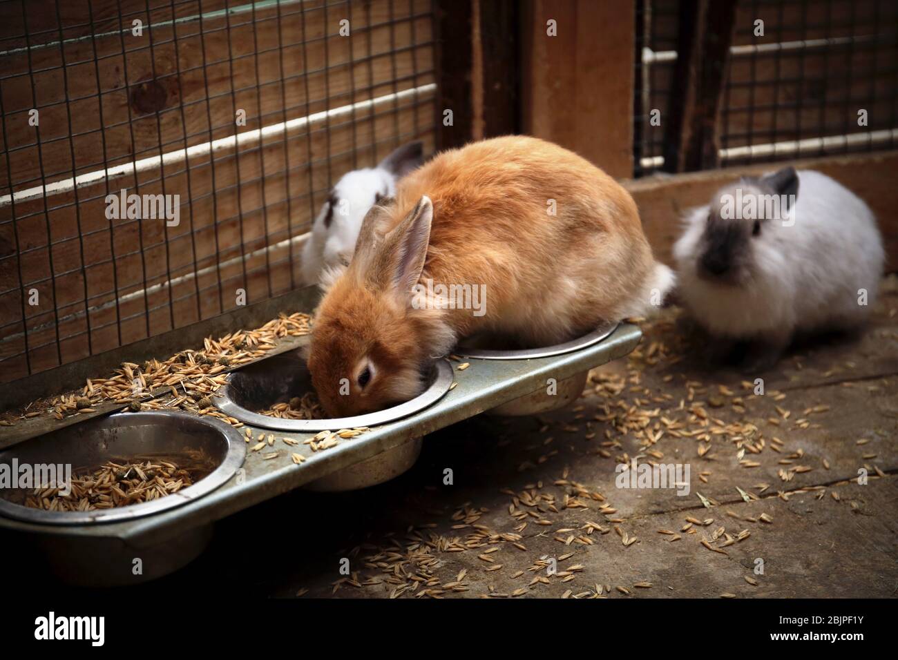 Funny rabbits eating grains in petting zoo Stock Photo - Alamy