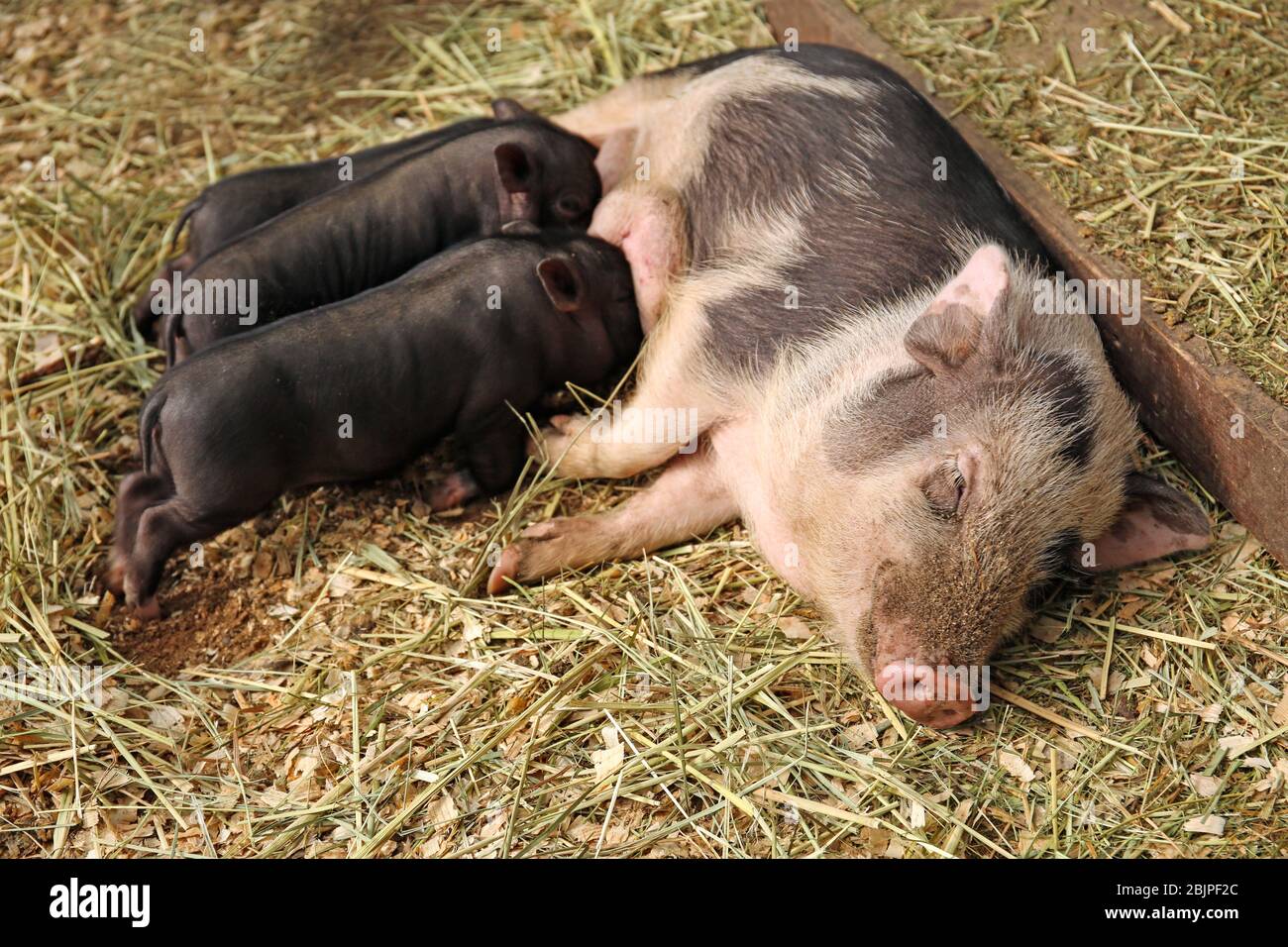 Pig with cute black piglets in petting zoo Stock Photo - Alamy