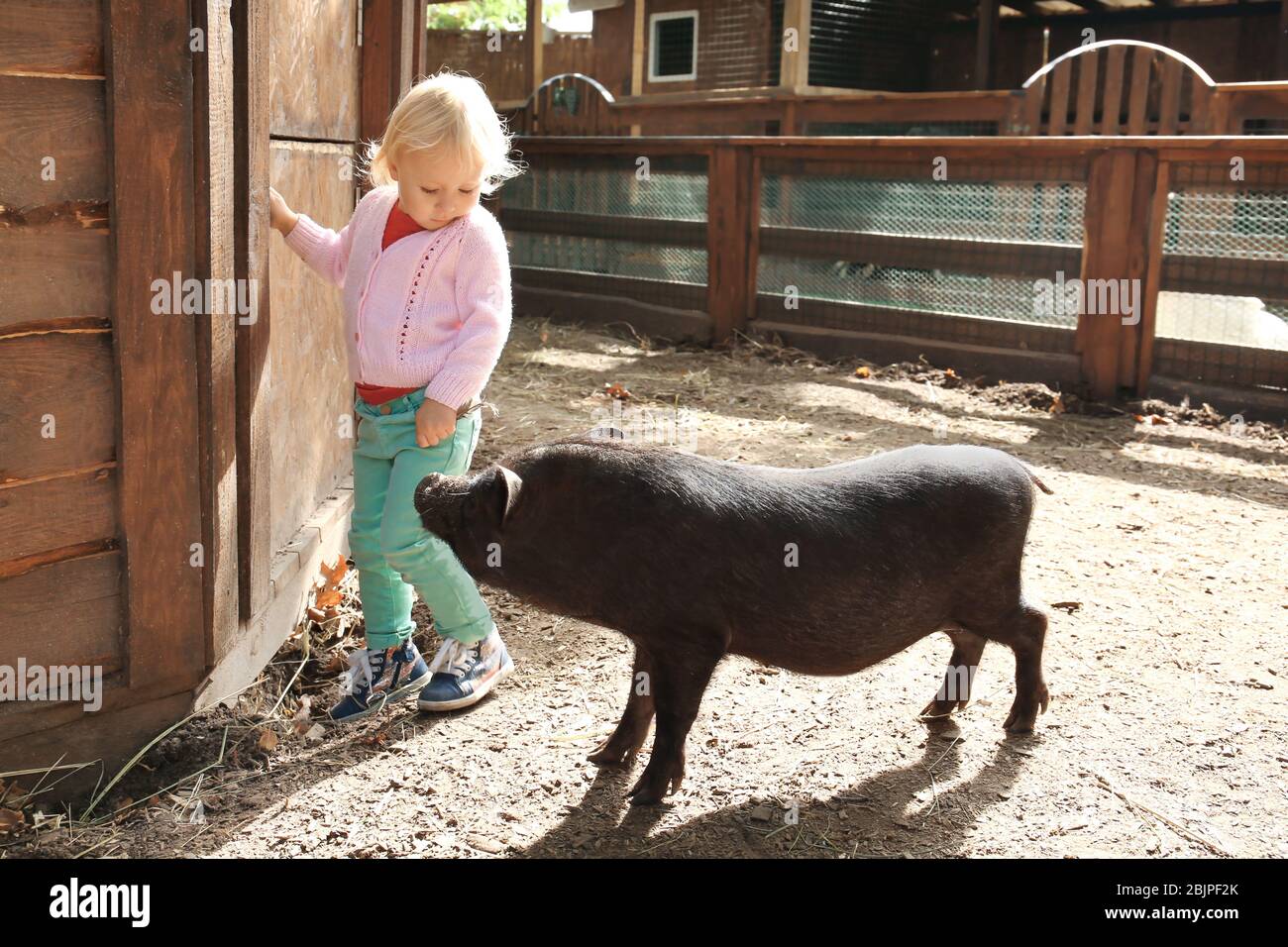 Cute little girl with pig in petting zoo Stock Photo - Alamy