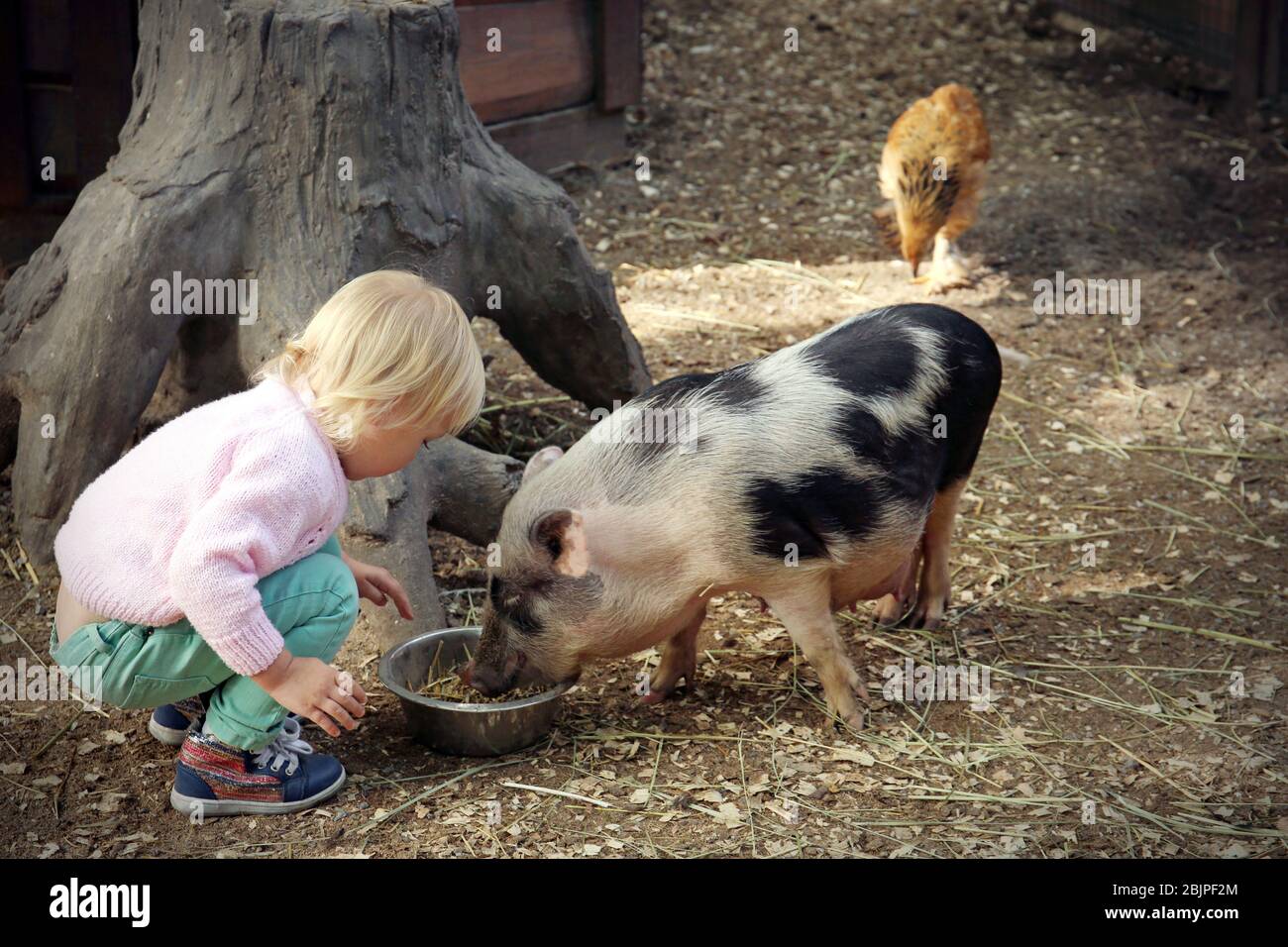 Cute little girl feeding funny pig in petting zoo Stock Photo - Alamy