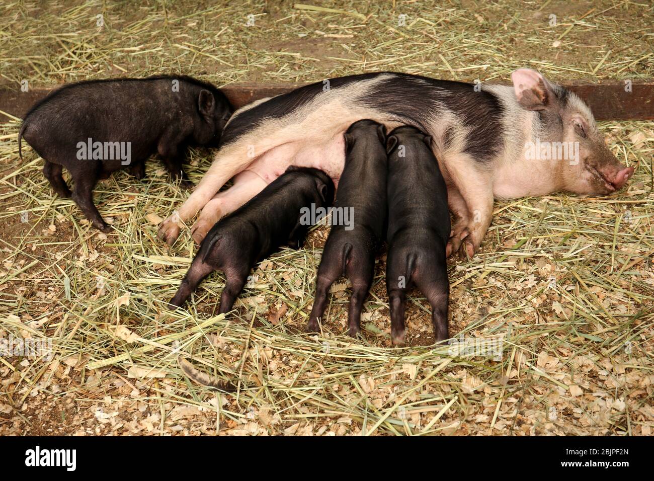 Pig with cute black piglets in petting zoo Stock Photo - Alamy