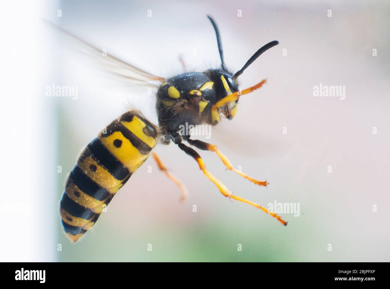 Laatzen, Germany. 30th Apr, 2020. A wasp flies in front of a windowpane ...