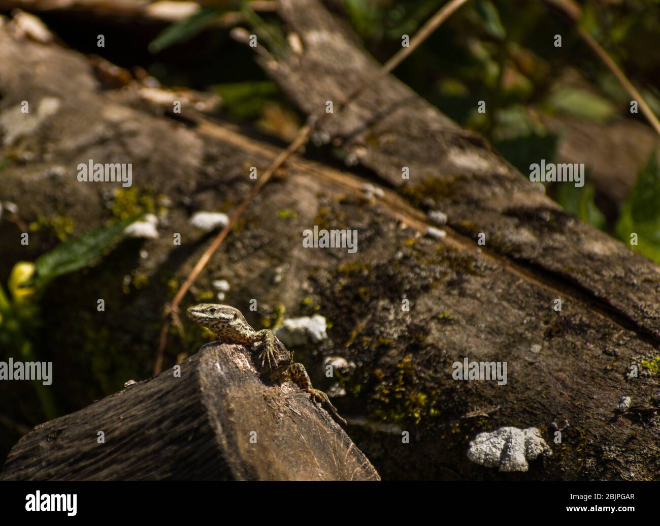Stomp hi-res stock photography and images - Alamy