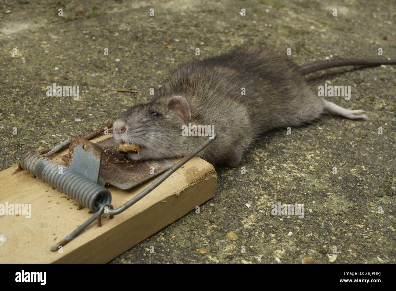 Brown rat dead hi-res stock photography and images - Alamy