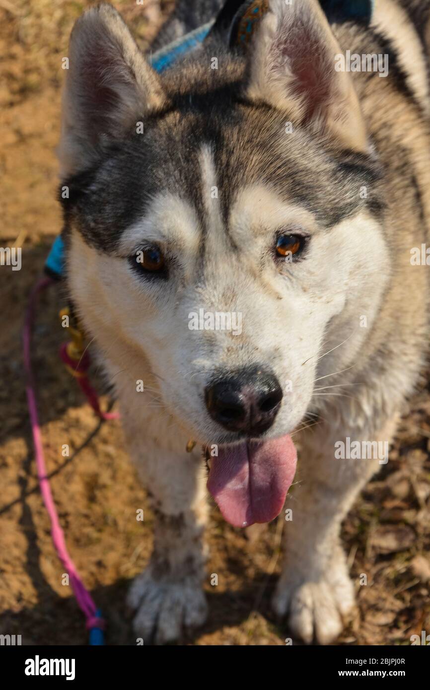 fluffy Siberian husky dog on a walk among nature, spring Stock Photo ...