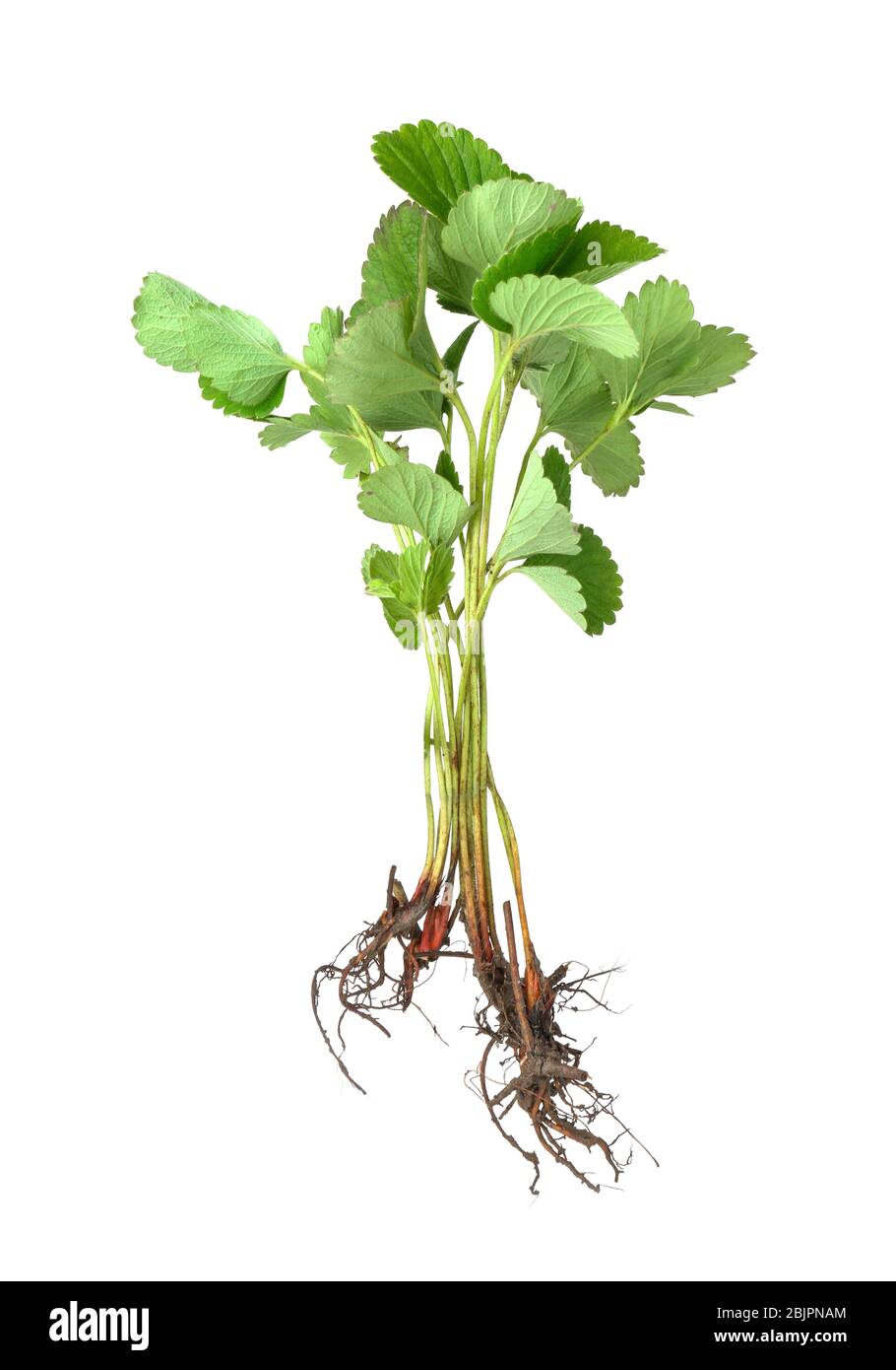 Strawberry bush, isolated on white Stock Photo - Alamy