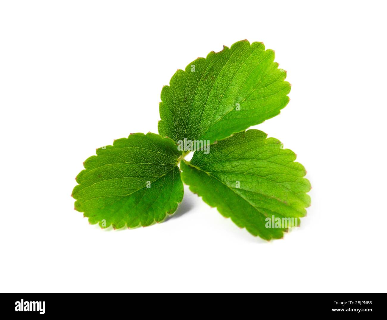 Strawberry leaf, isolated on white Stock Photo - Alamy