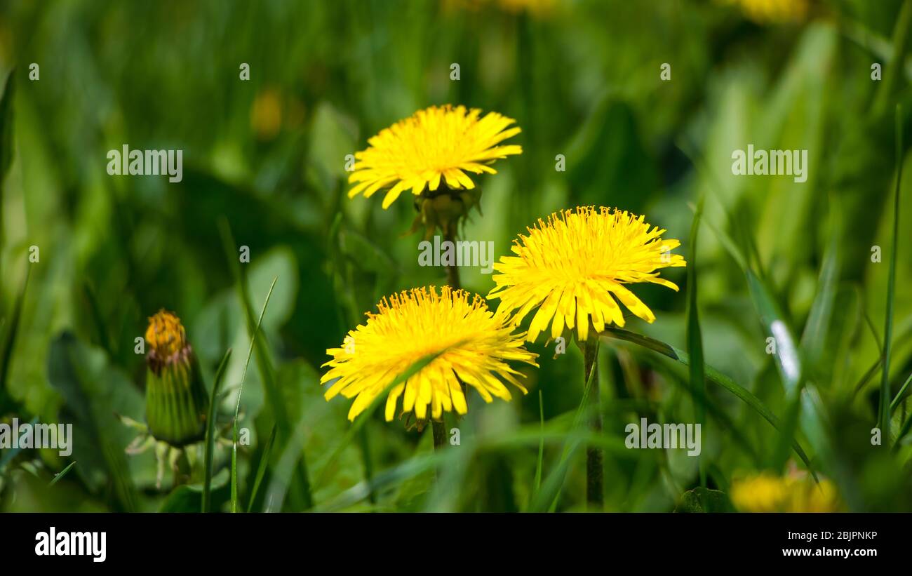 Yellow spring dandelions with green grass. Beautiful wild flowers and ...