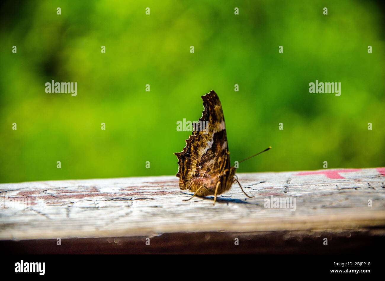 beautiful butterfly. Sunny summer day Stock Photo - Alamy