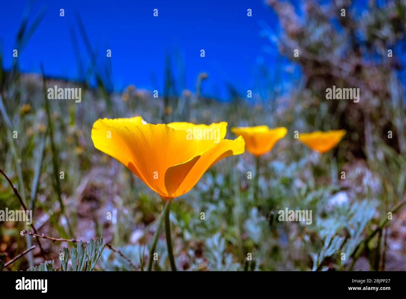 California poppy nevada hi-res stock photography and images - Alamy