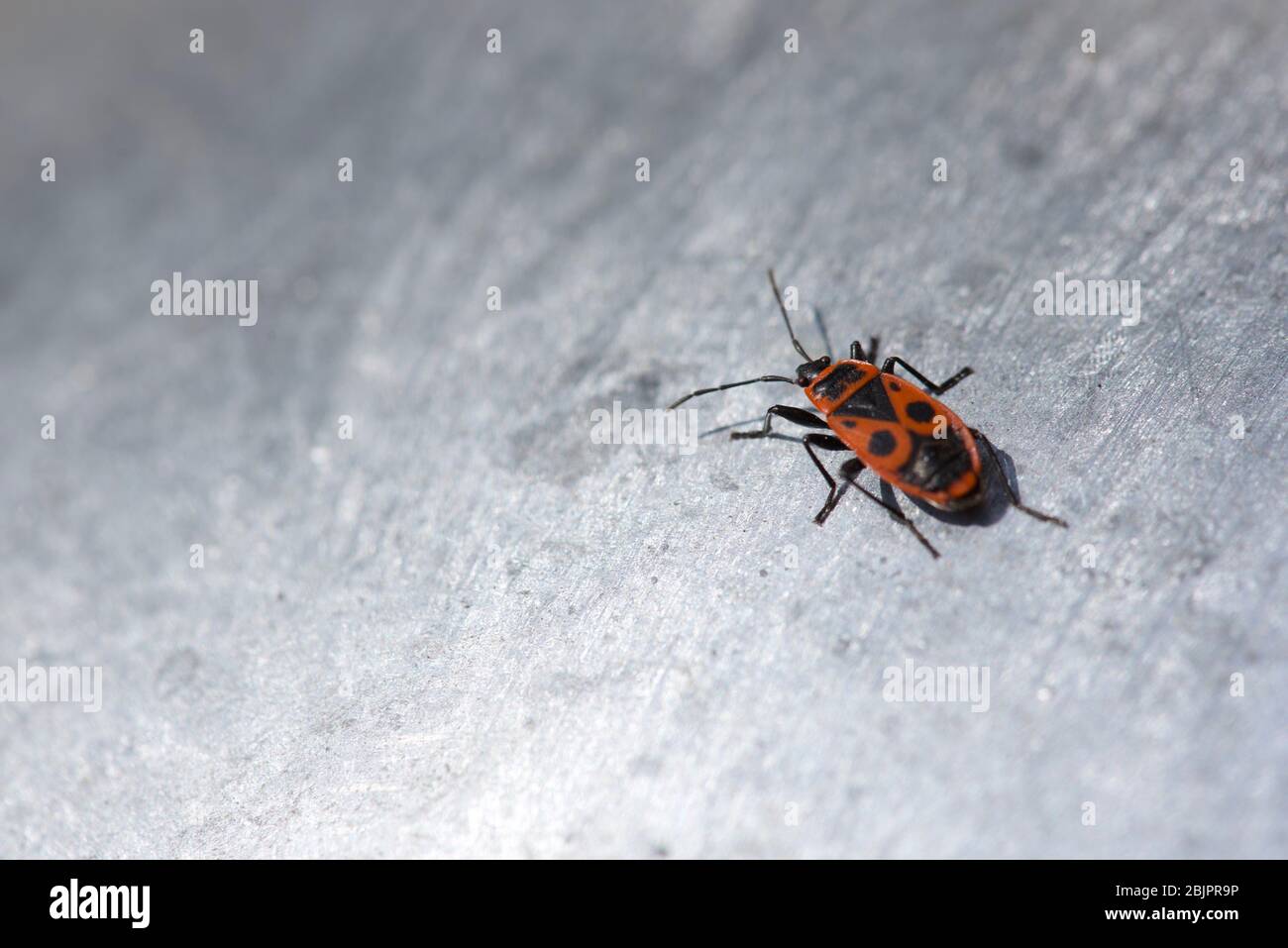 Mediterranean red bug (Scantius aegyptius): an isolated individual on ...