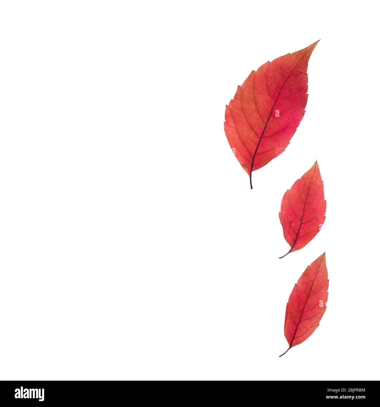 Red alder leaf hi-res stock photography and images - Alamy