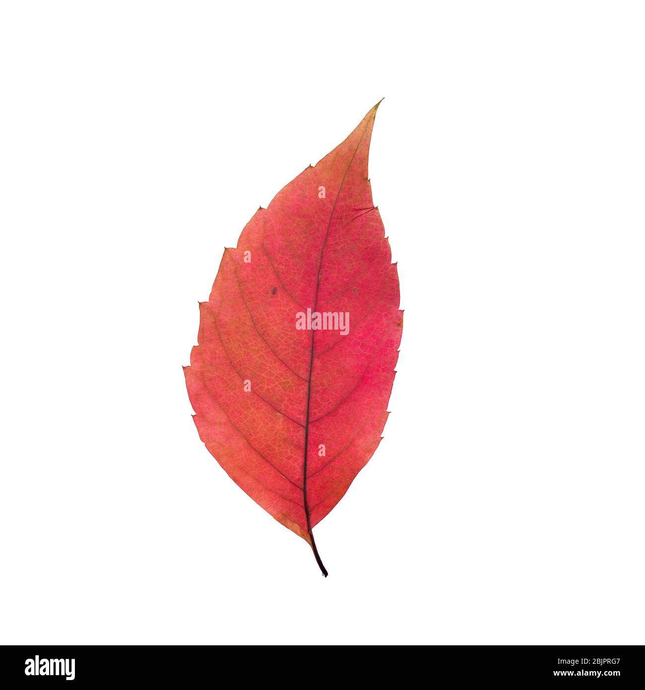 Red alder leaf on hi-res stock photography and images - Alamy