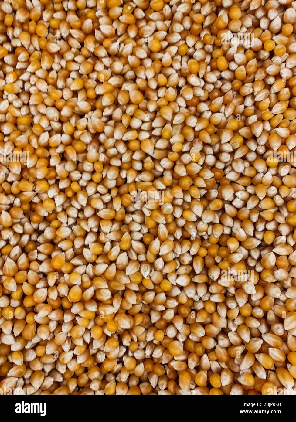 Maíz alto hi-res stock photography and images - Alamy