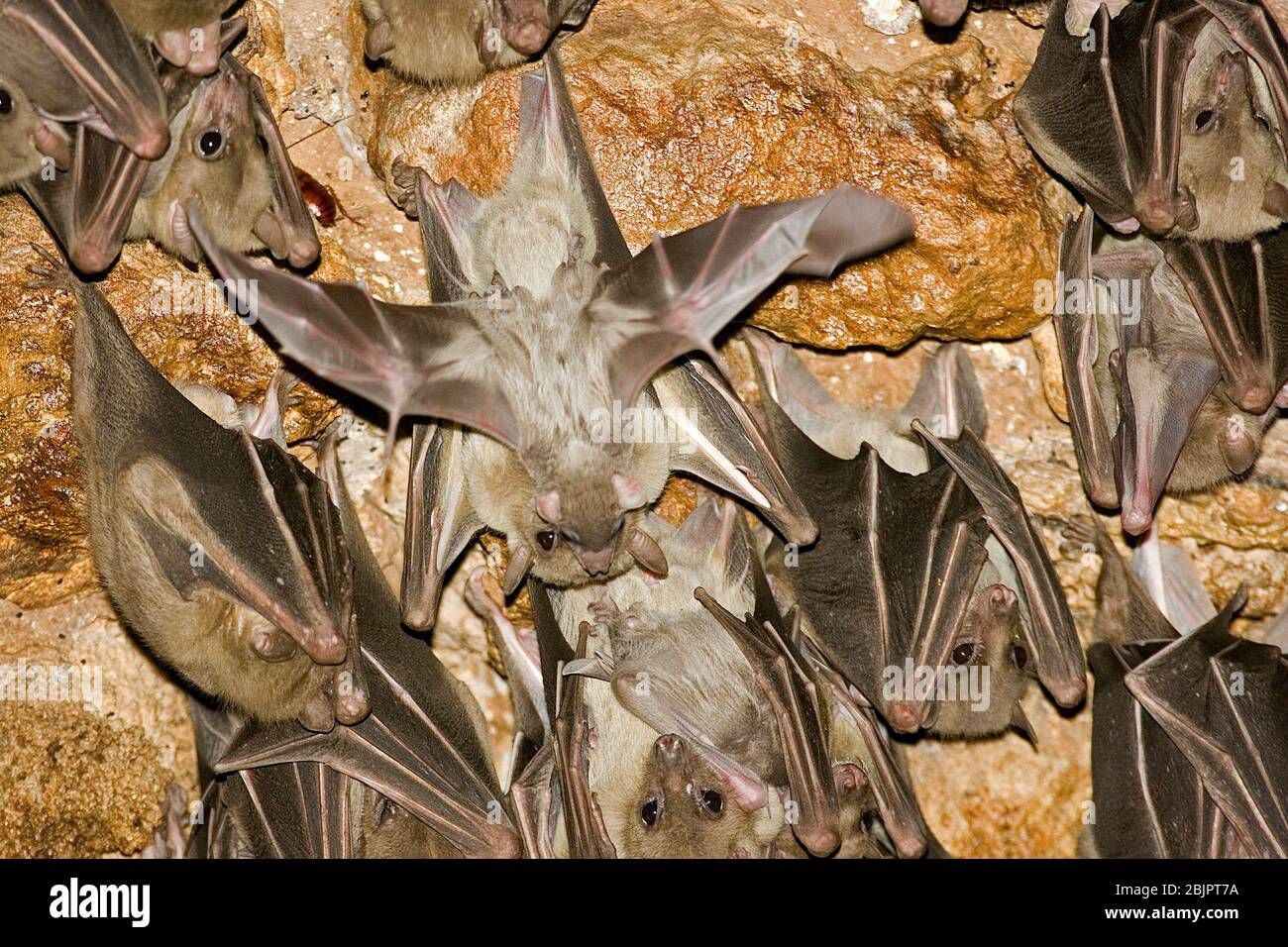 Egyptian rousette bat hanging from a cave ceiling. The Egyptian ...