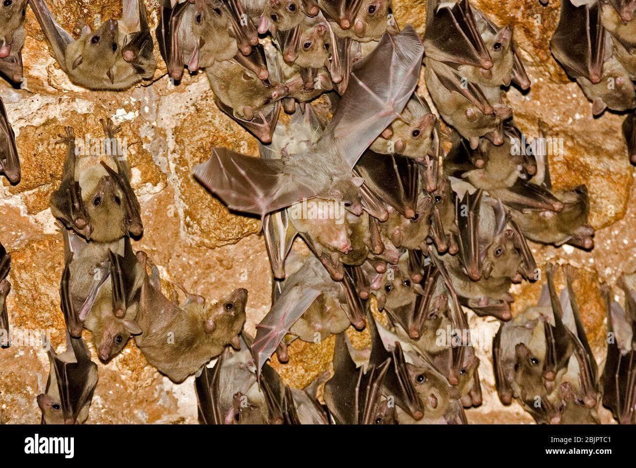 Egyptian rousette bat hanging from a cave ceiling. The Egyptian ...