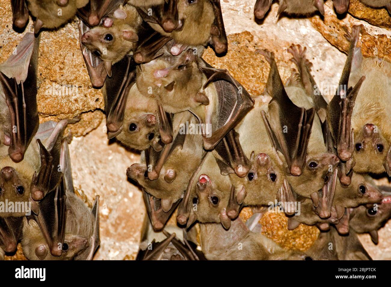 Egyptian rousette bat hanging from a cave ceiling. The Egyptian ...