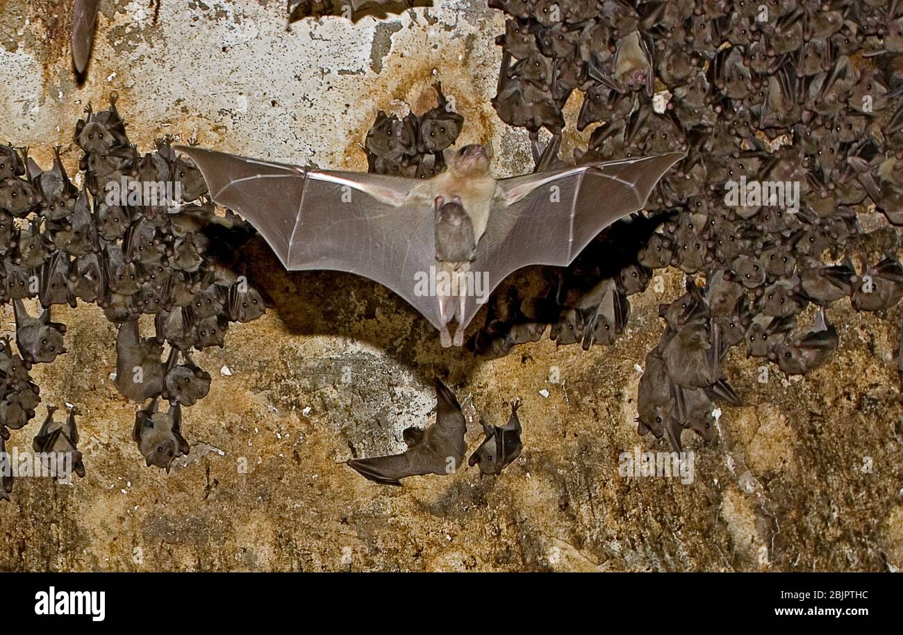 Egyptian rousette bat hanging from a cave ceiling. The Egyptian ...