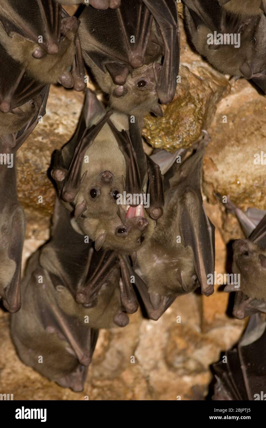 Egyptian rousette bat hanging from a cave ceiling. The Egyptian ...