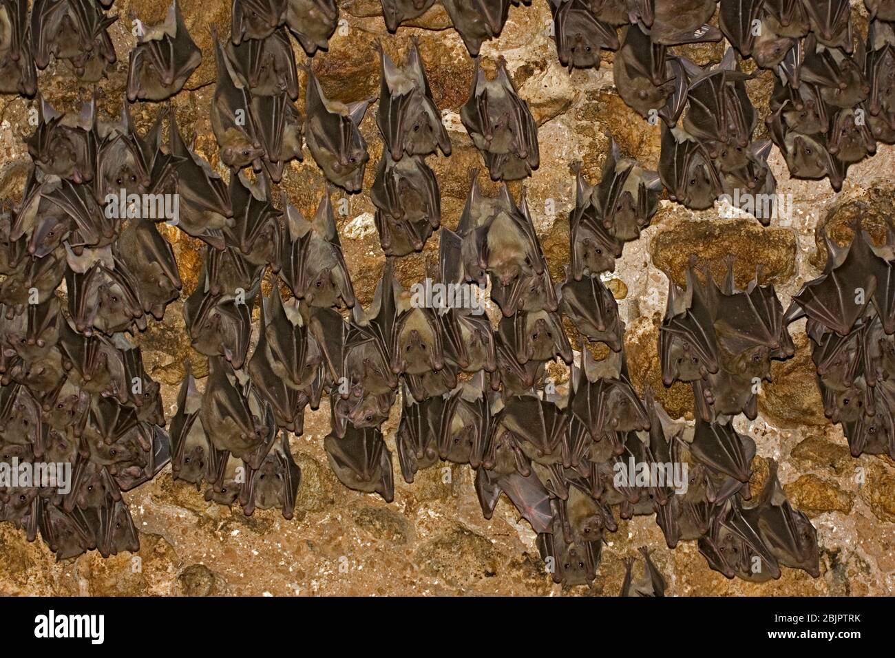 Egyptian rousette bat hanging from a cave ceiling. The Egyptian ...