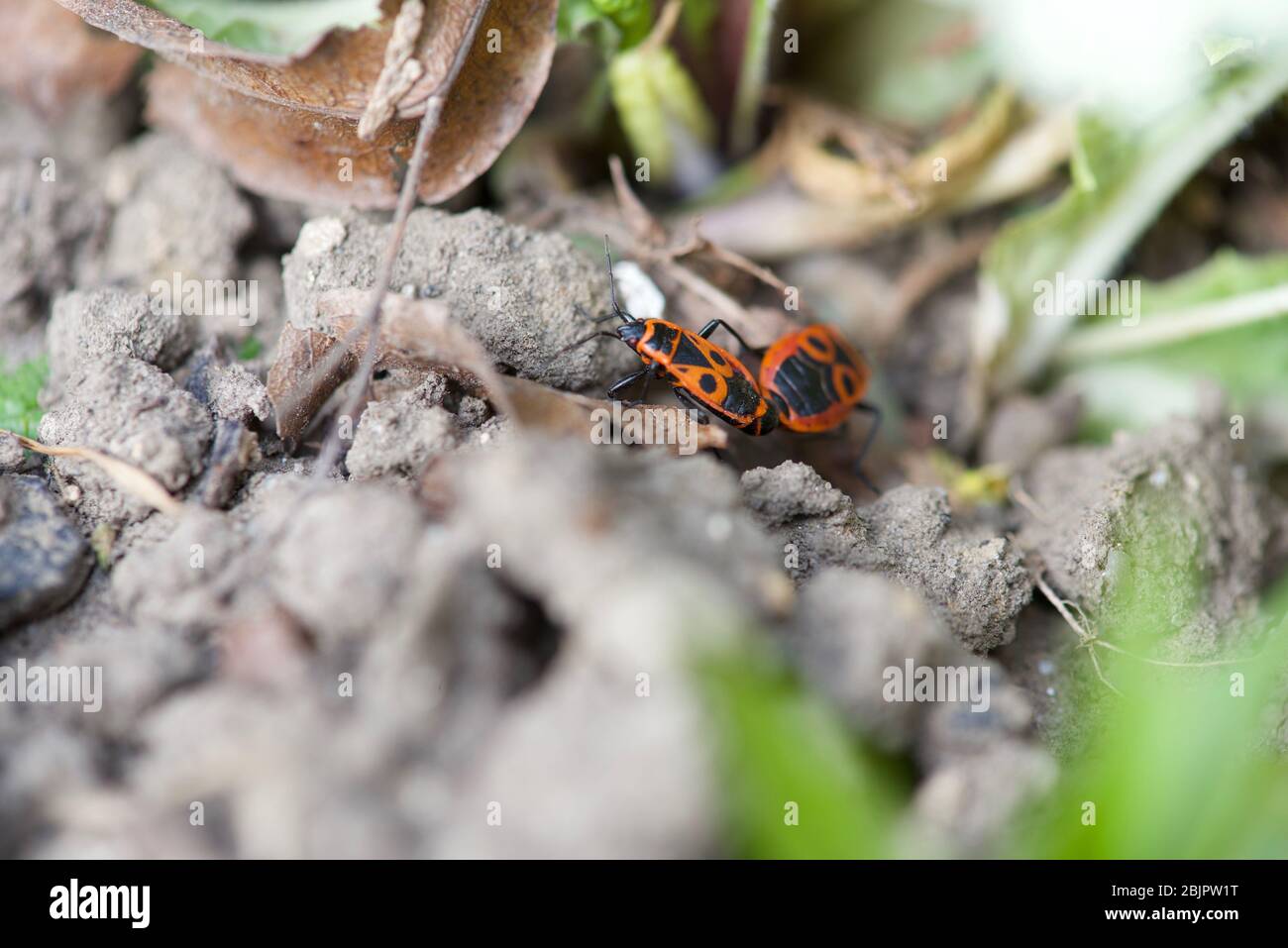 Mediterranean red bugs (Scantius aegyptius): a mating pair moving ...