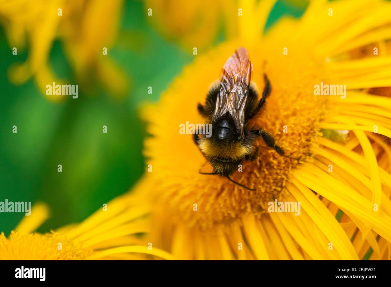 Bumblebee bee helenium flower hi-res stock photography and images - Alamy