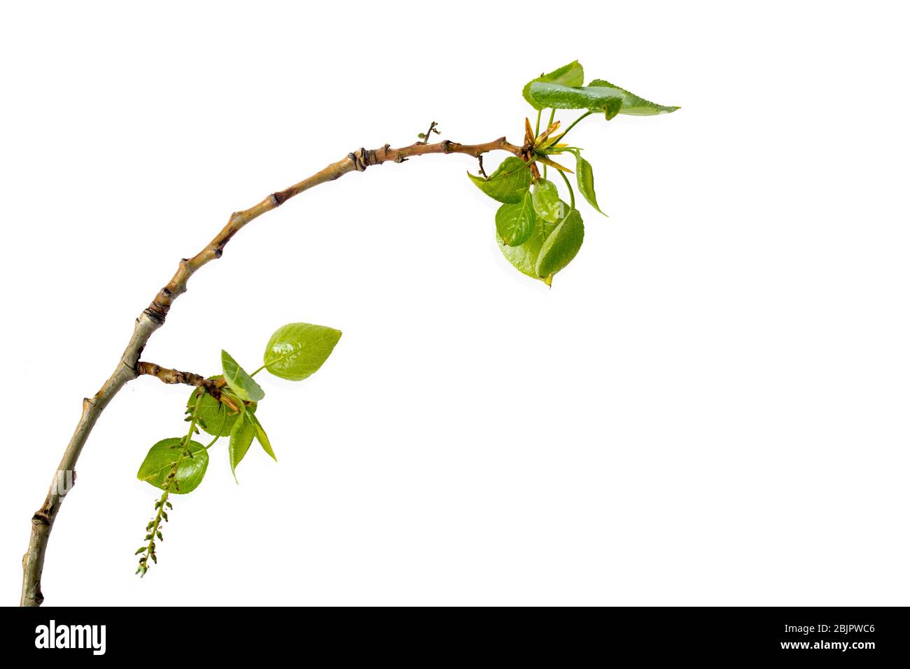 Poplar branch with freshly blossomed leaves isolated on white Stock ...
