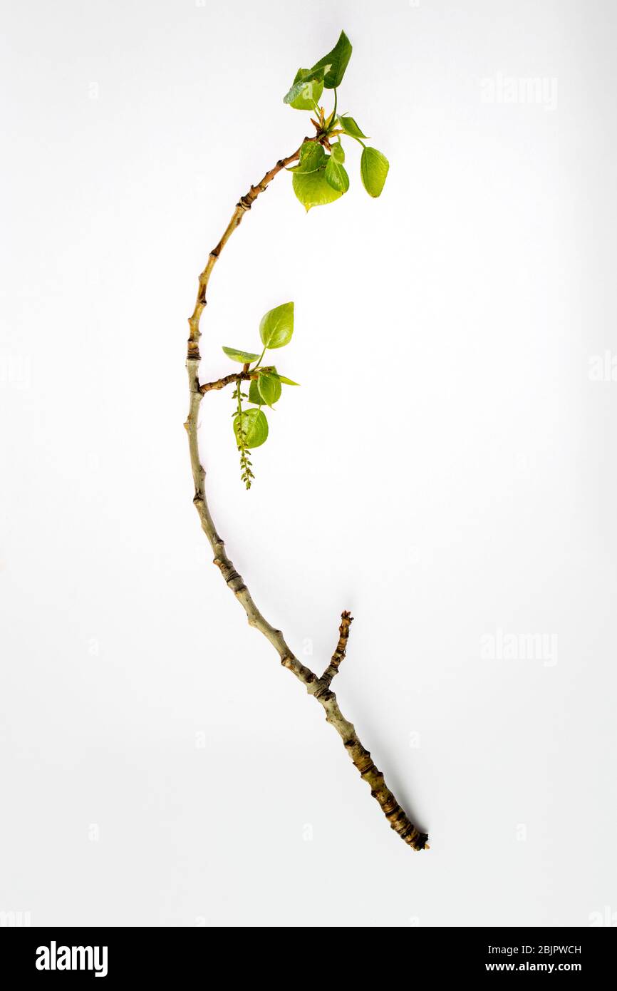 Poplar branch with freshly blossomed leaves isolated on white Stock ...