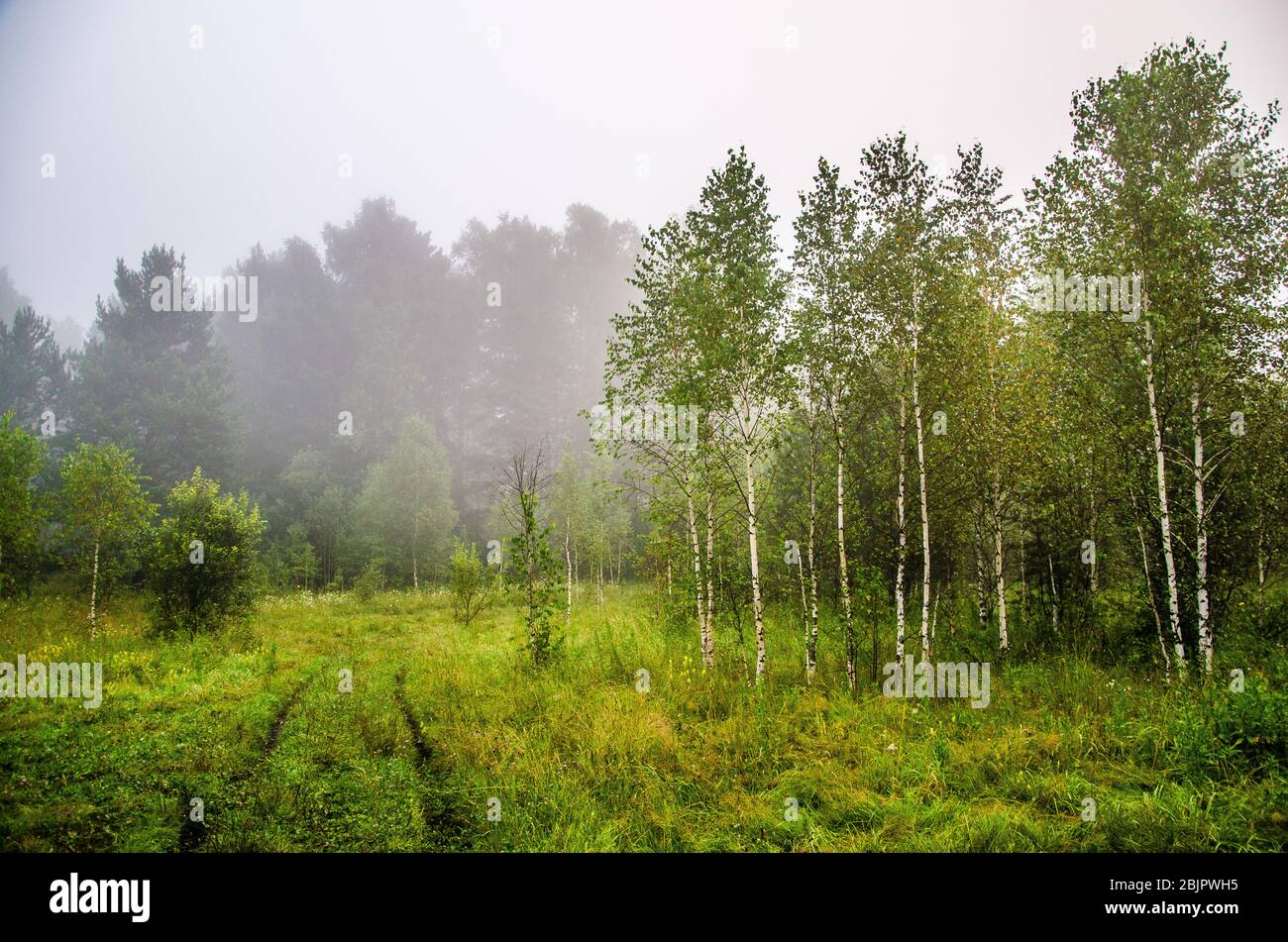 early morning. forest hiding in the fog. forest path Stock Photo - Alamy
