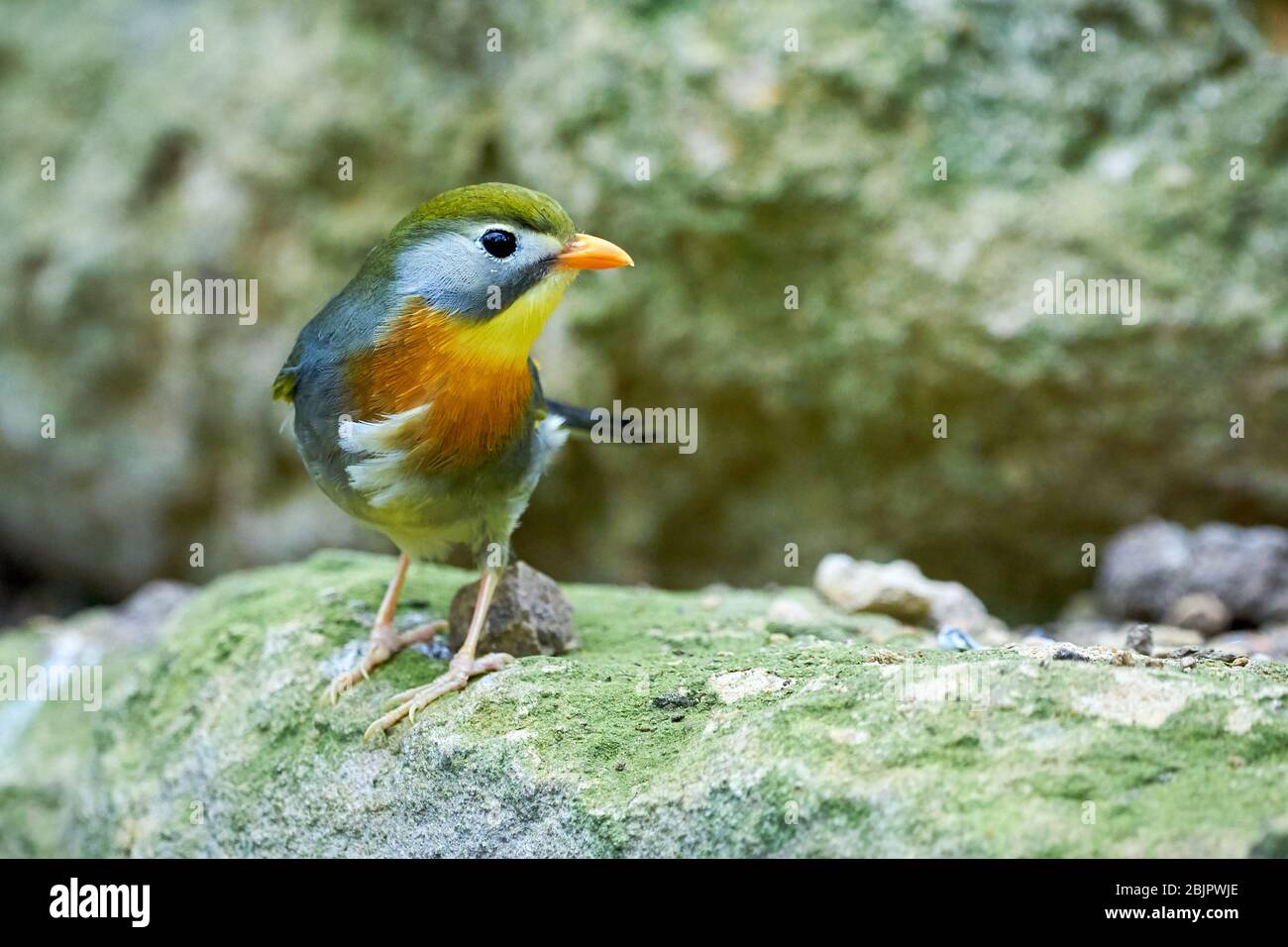 Red-billed leiothrix bird closeup (Leiothrix lutea Stock Photo - Alamy