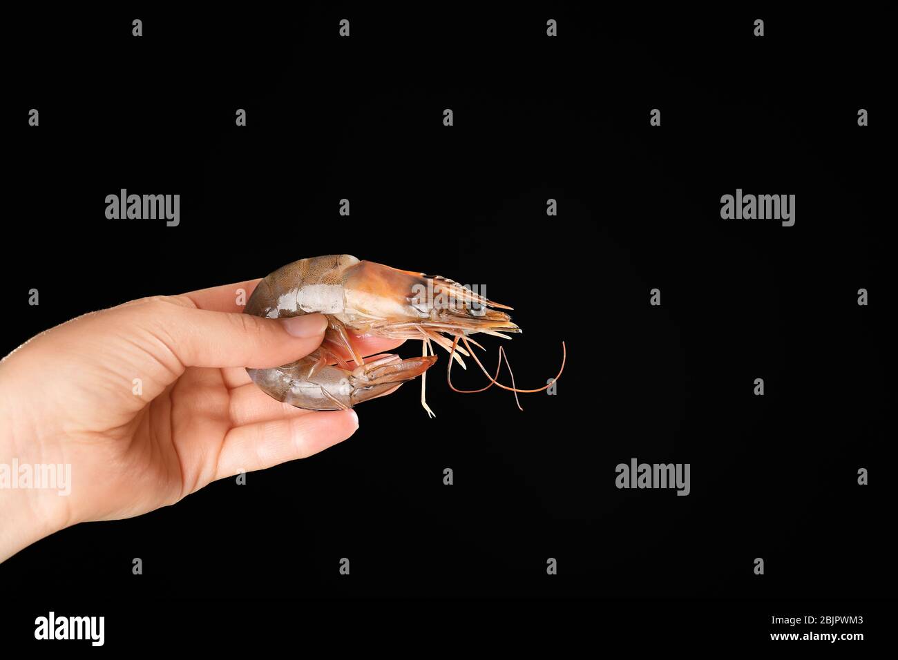 Female hand holding shrimp hi-res stock photography and images - Alamy