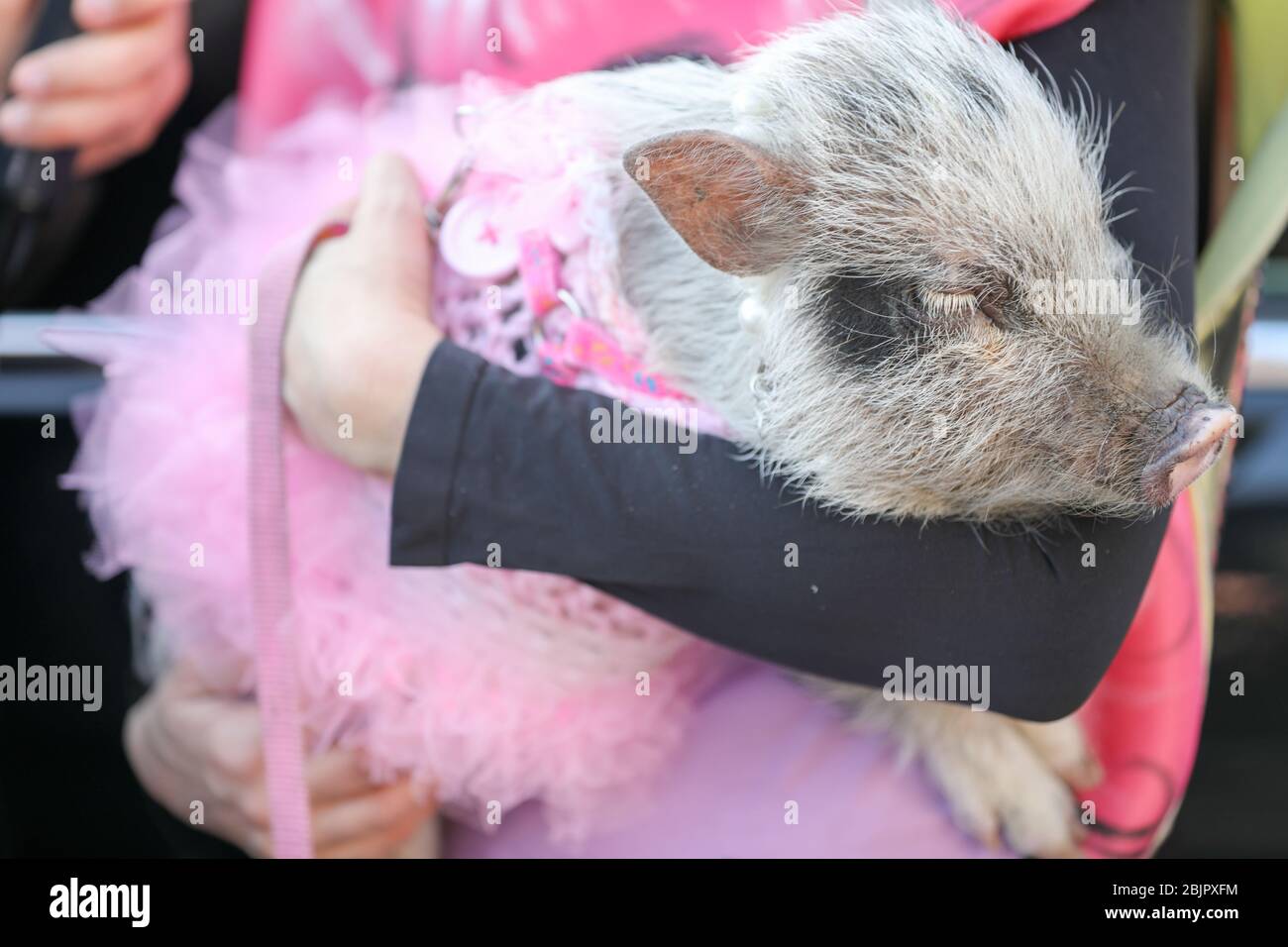 Baby Pigs Wearing Clothes