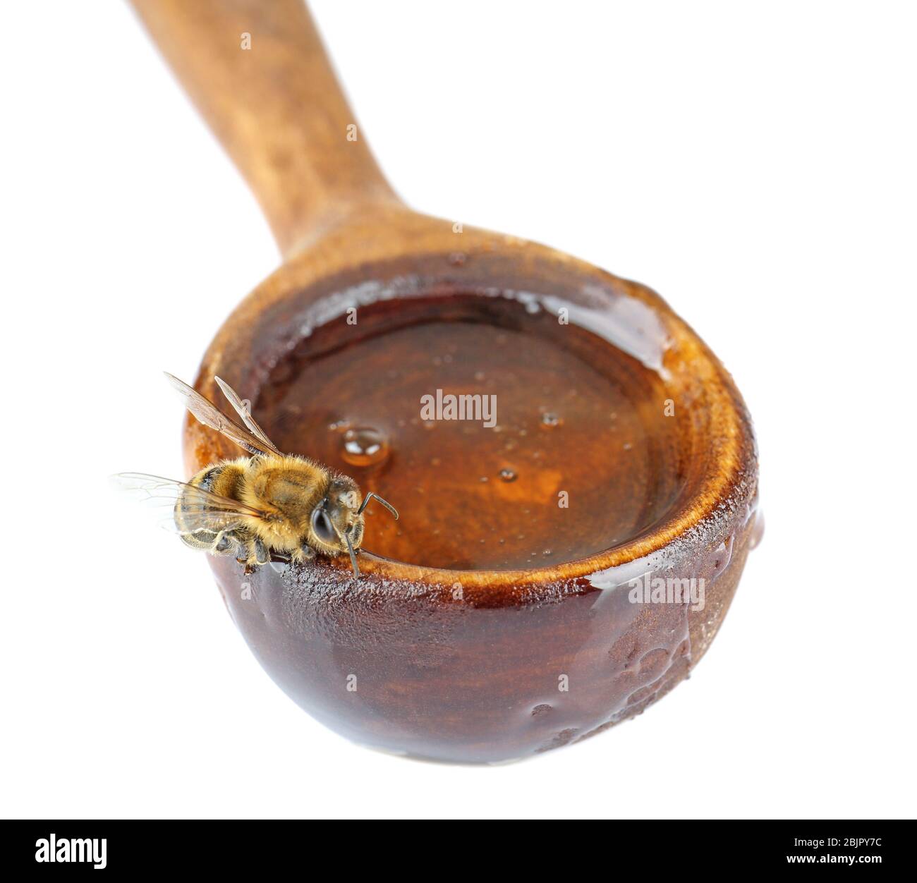 Beautiful honey bee Cut Out Stock Images & Pictures - Alamy