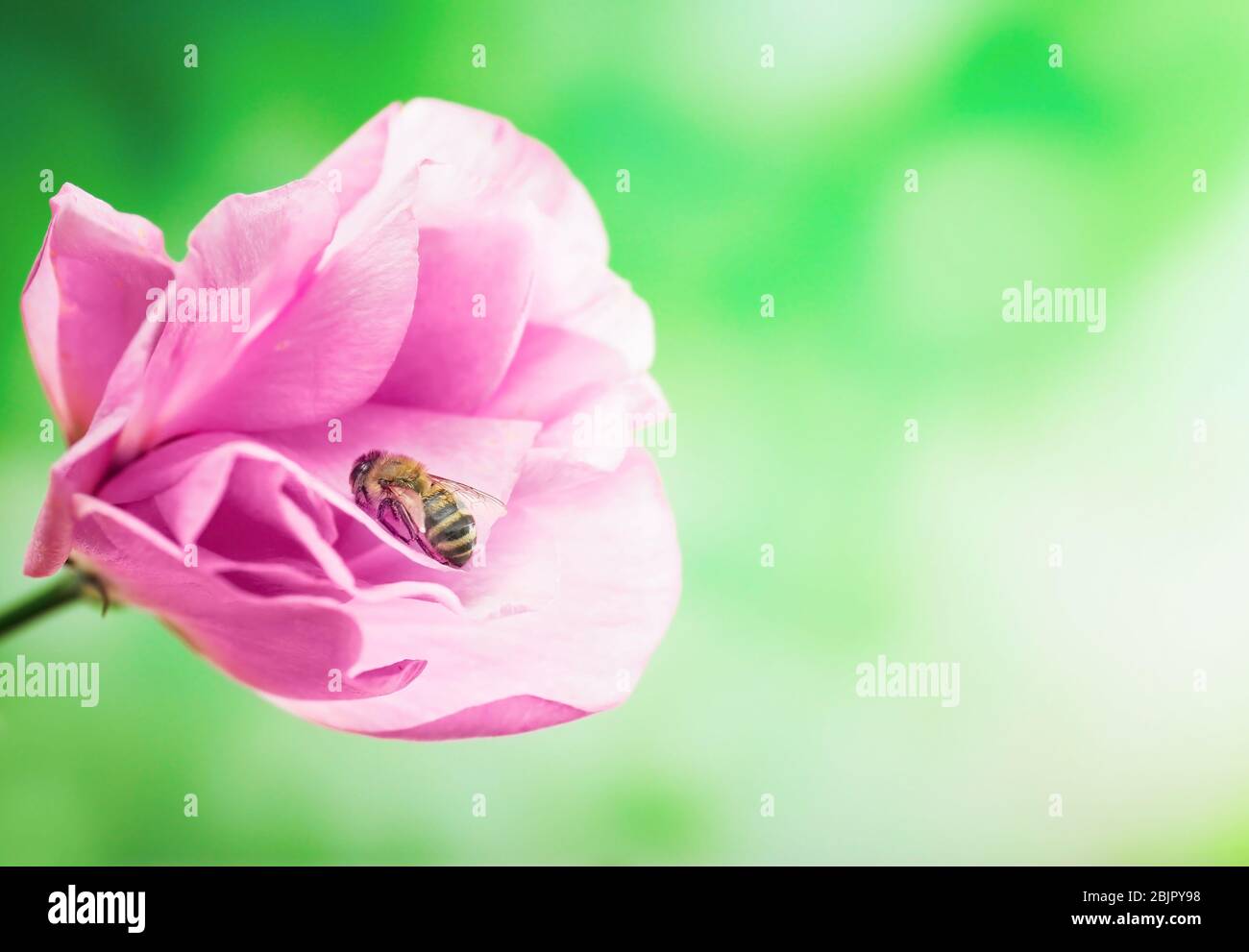 Honeybee collecting nectar from flower Stock Photo - Alamy