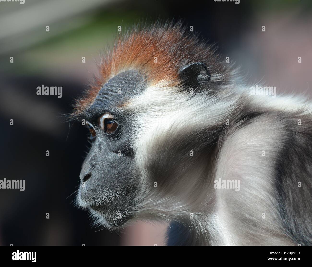 Hairy primate hi-res stock photography and images - Alamy