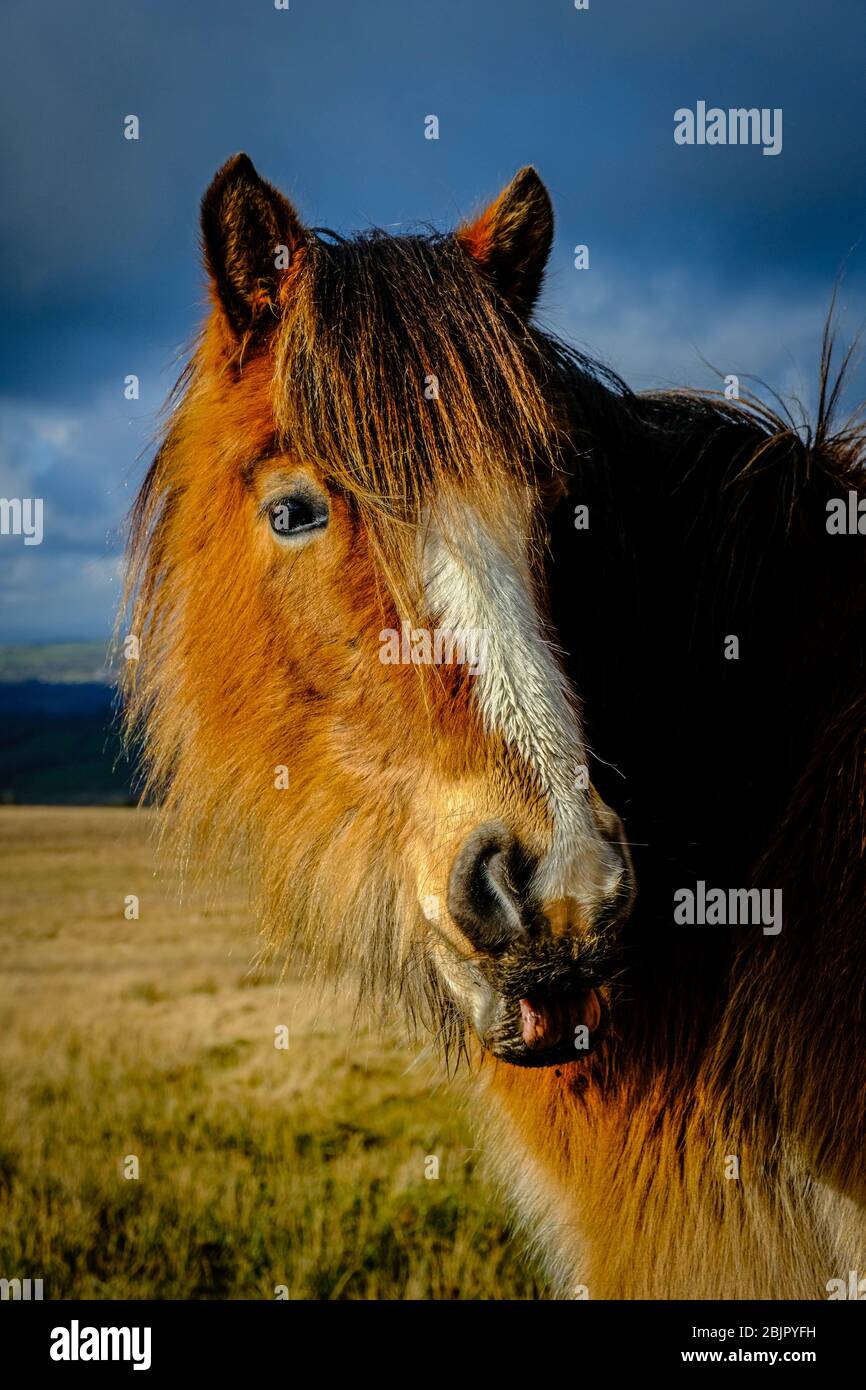 Pony nose hi-res stock photography and images - Alamy