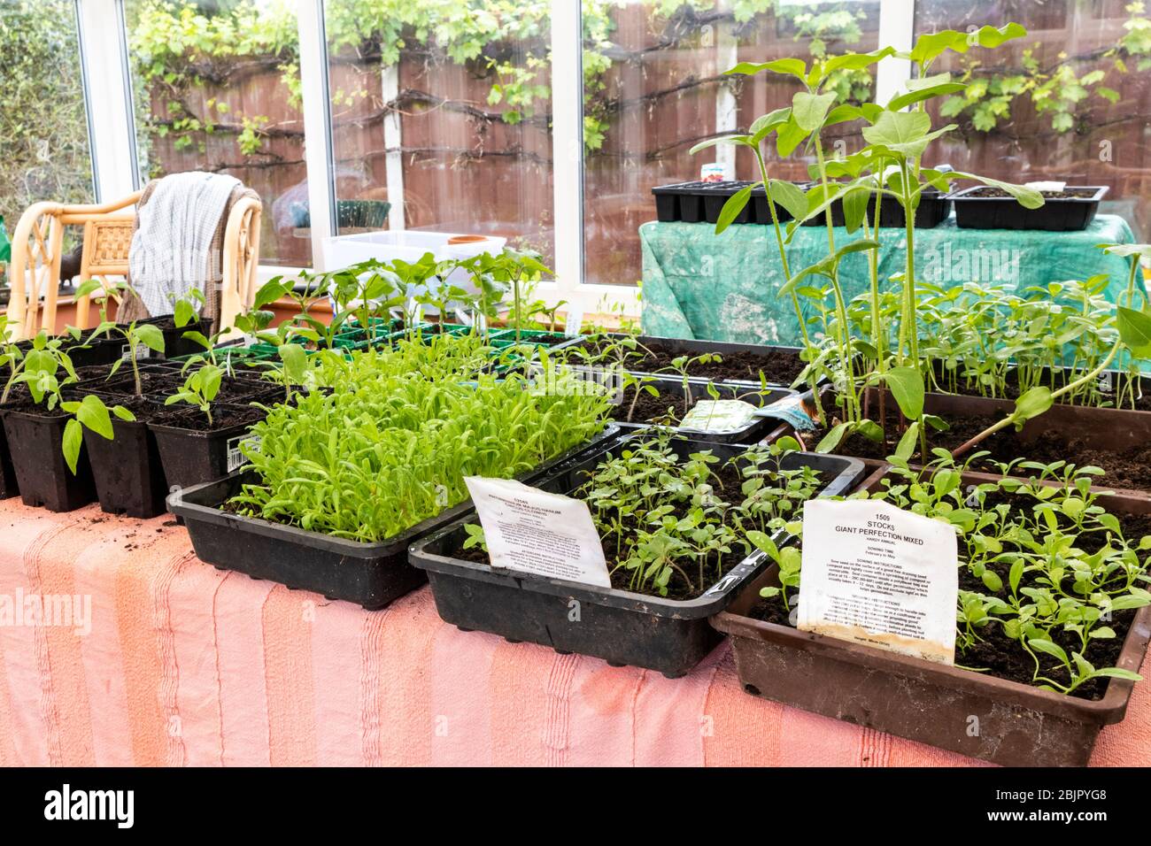 Raising plants from seeds in a domestic conservatory during the Covid ...